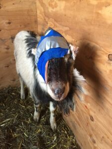 What to Do for a Goat Horn Injury - Goat Journal